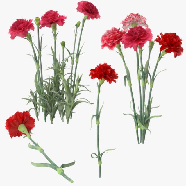 Carnation Collection 3d model | Best Of 3d Models