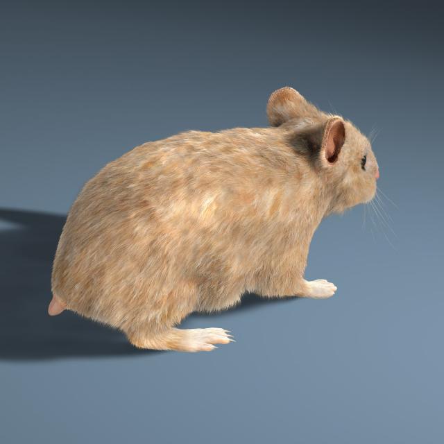 Hamster (FUR) 3d model | Best Of 3d Models